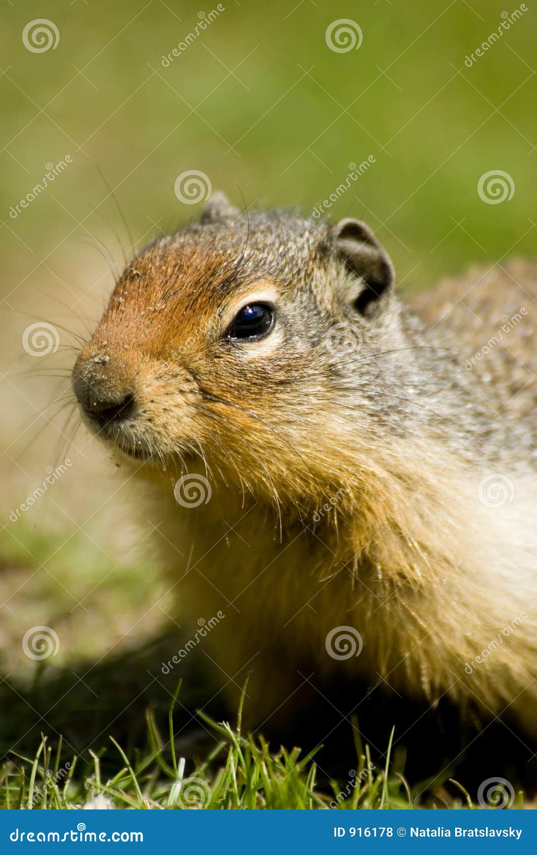 Ground squirrel stock photo. Image of rockies, banff, prairie - 916178