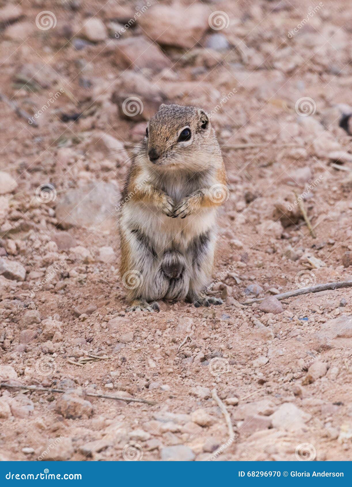 Ground Squirrel Begging for Food Stock Photo - Image of beauty ...