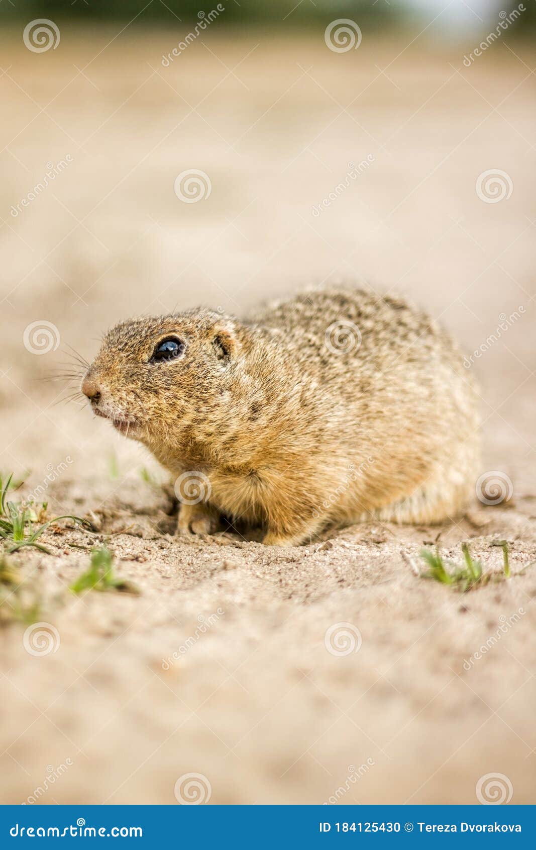 The Ground Squirrel on Biege Sand. Animals Stock Photo - Image of ...