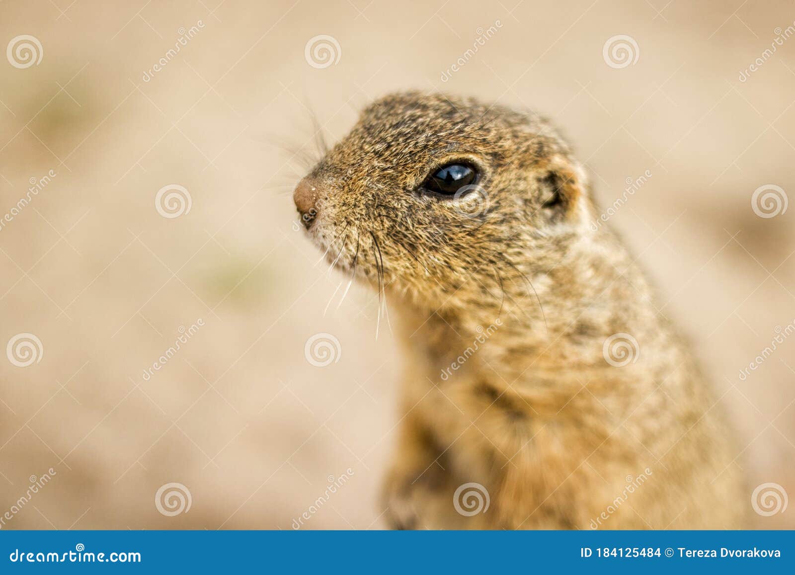 The Ground Squirrel on Biege Sand. Animals Stock Photo - Image of male ...