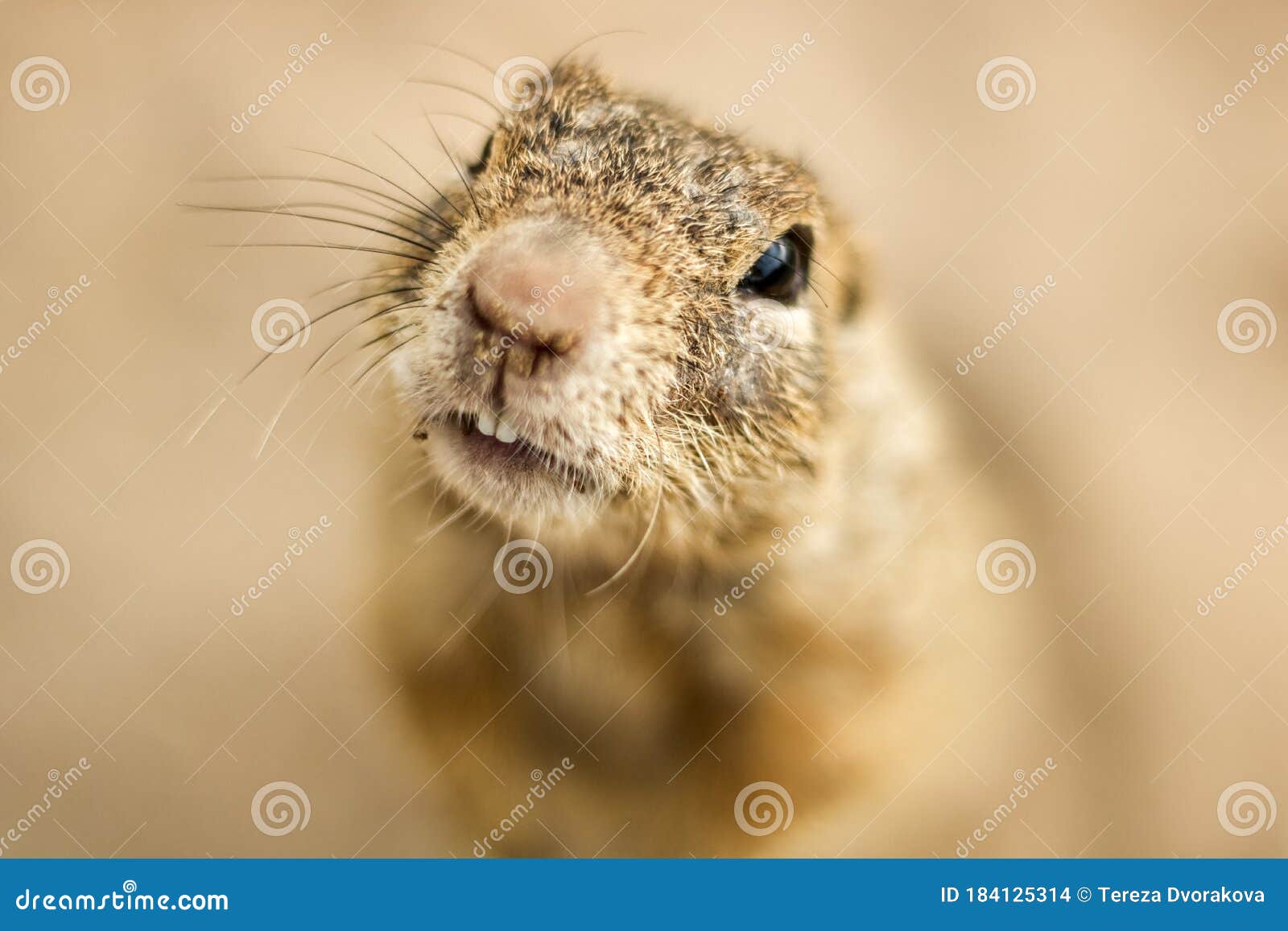 The Ground Squirrel on Biege Sand. Animals Stock Photo - Image of alert ...