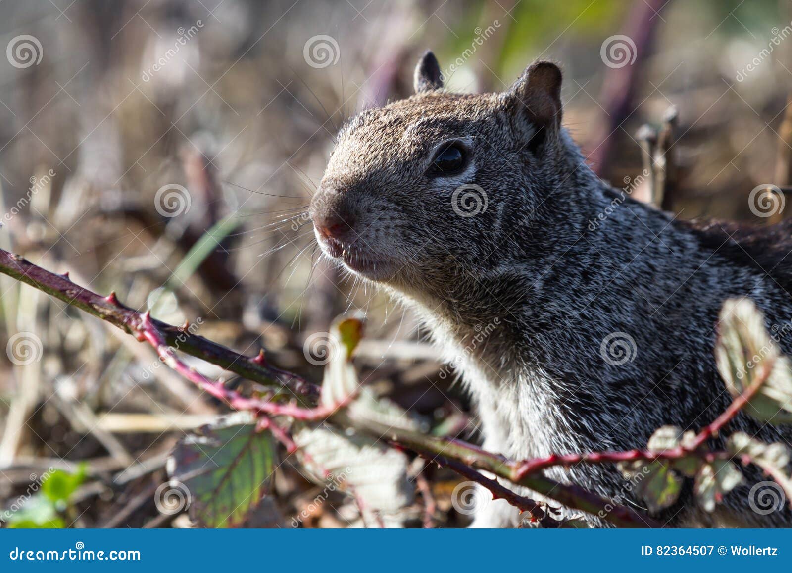 Ground squirrel close up stock image. Image of ground - 82364507