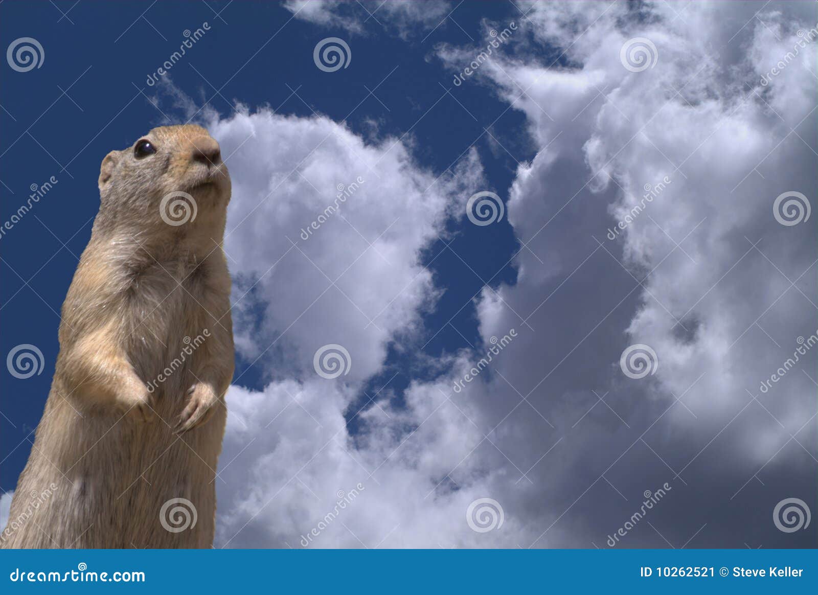 Ground Squirrel and Cloudscape Stock Image - Image of close, standing: 10262521