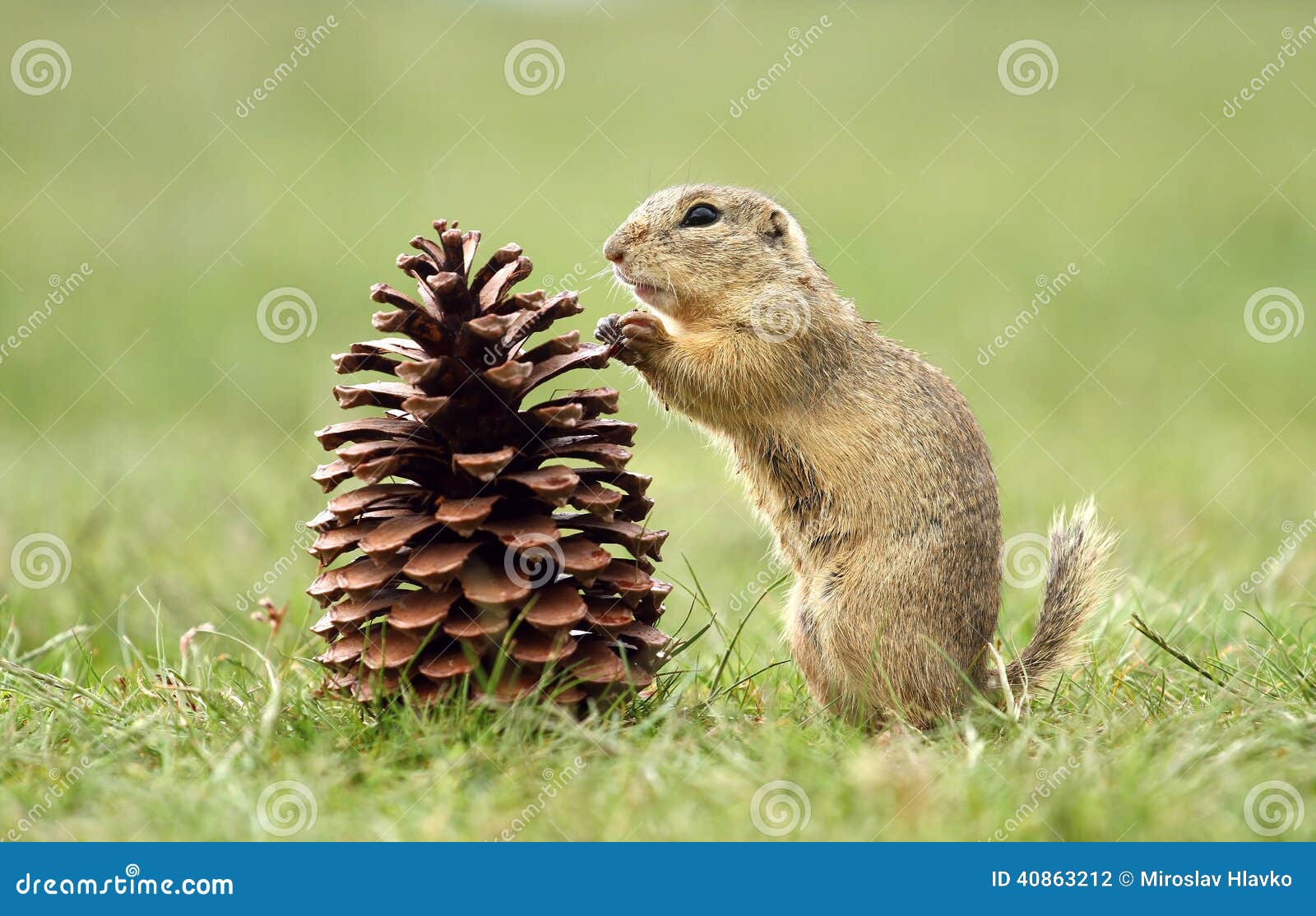 Ground squirrel and cone stock photo. Image of squirrel - 40863212
