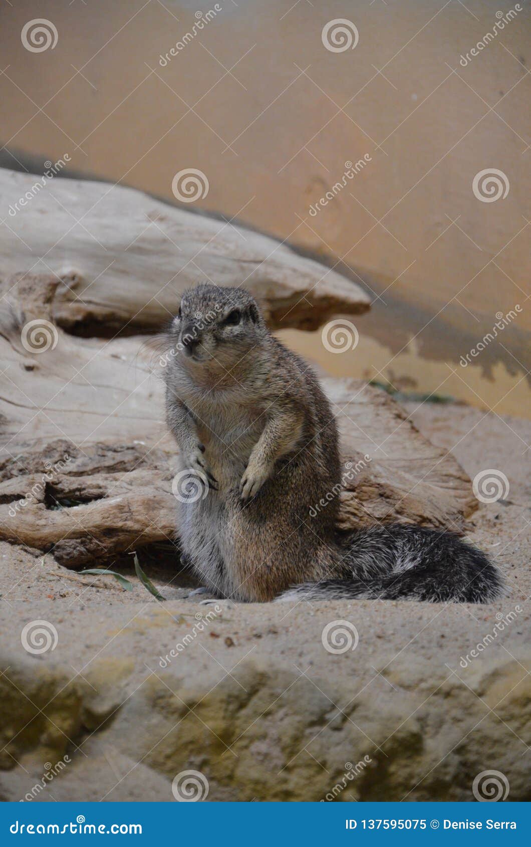 Ground Squirrel Creeping Over Sand Stock Image - Image of wild ...