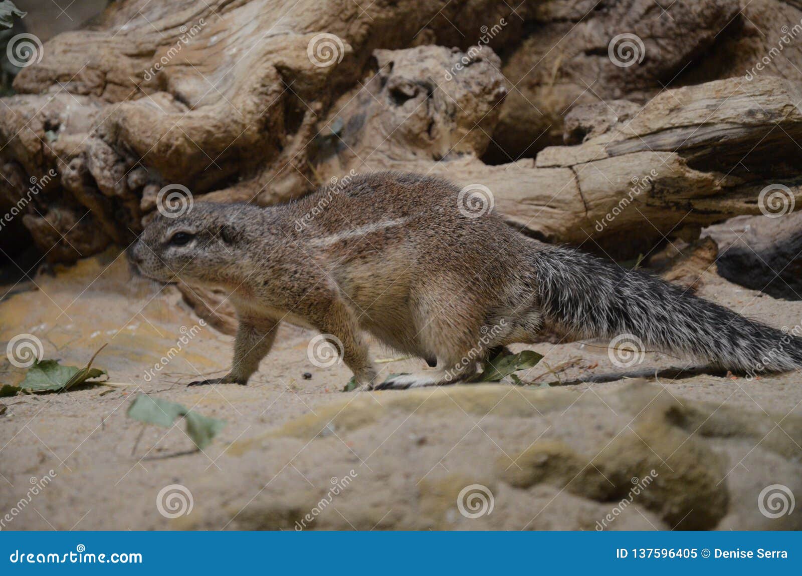 Ground Squirrel Creeping Over Sand Stock Image - Image of adventure ...