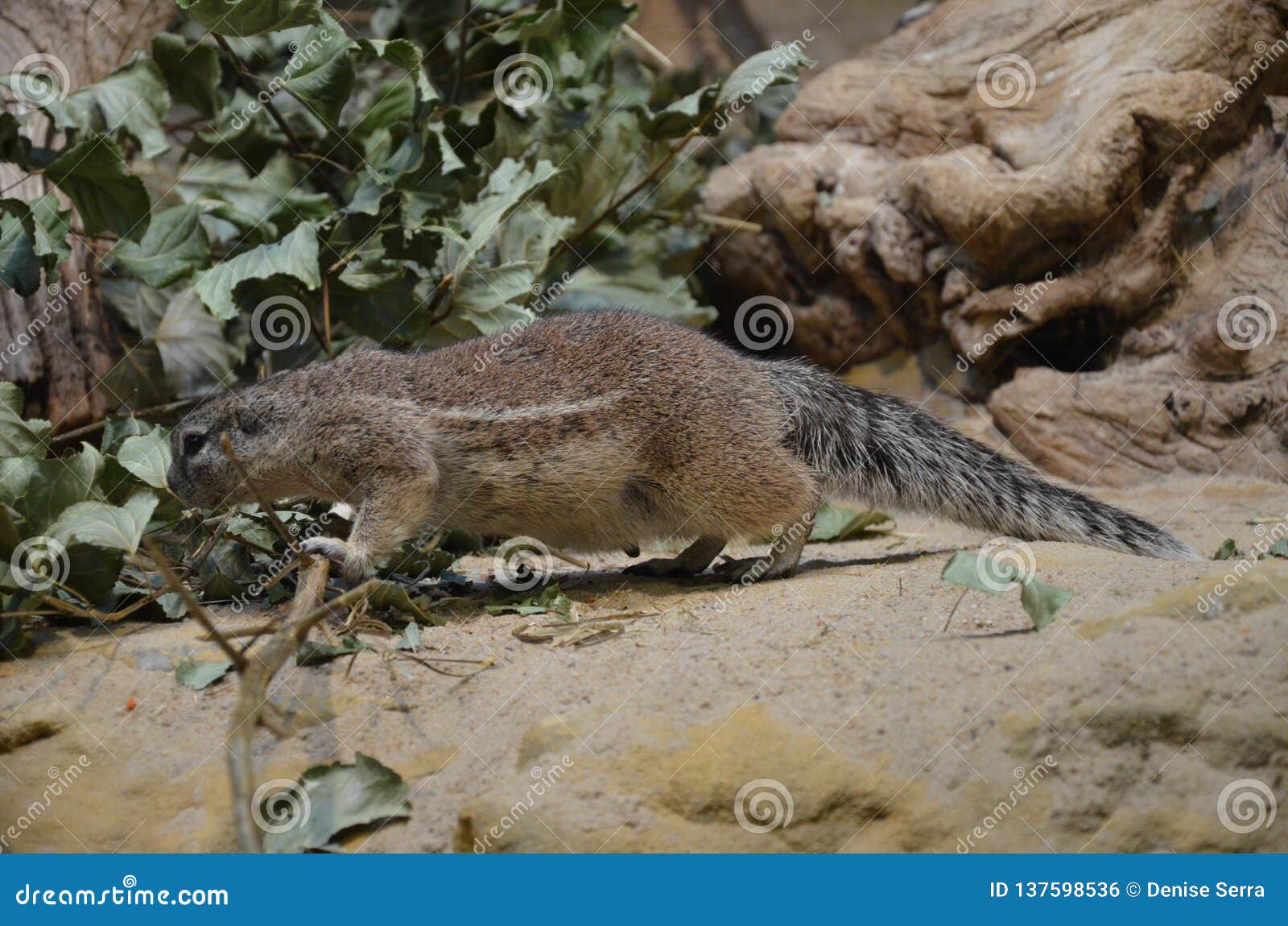 Ground Squirrel Creeping Over Sand Stock Photo - Image of park ...