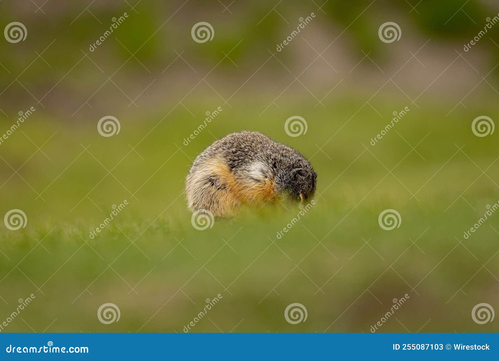 Ground Squirrel Curled Up into a Ball on a Grassy Field. Stock Image ...