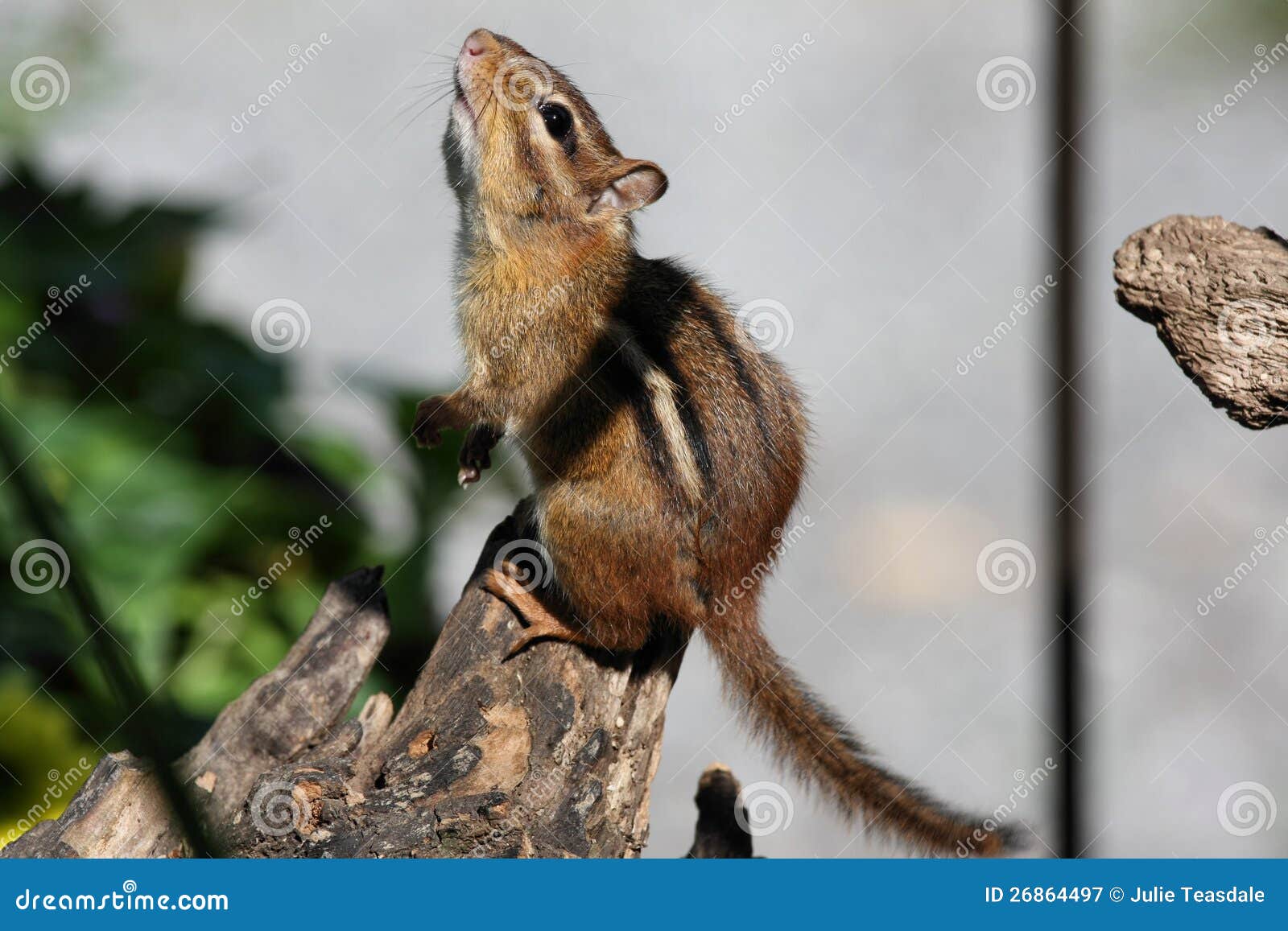 Ground Squirrel on Driftwood Praying for Food Stock Image - Image of ...