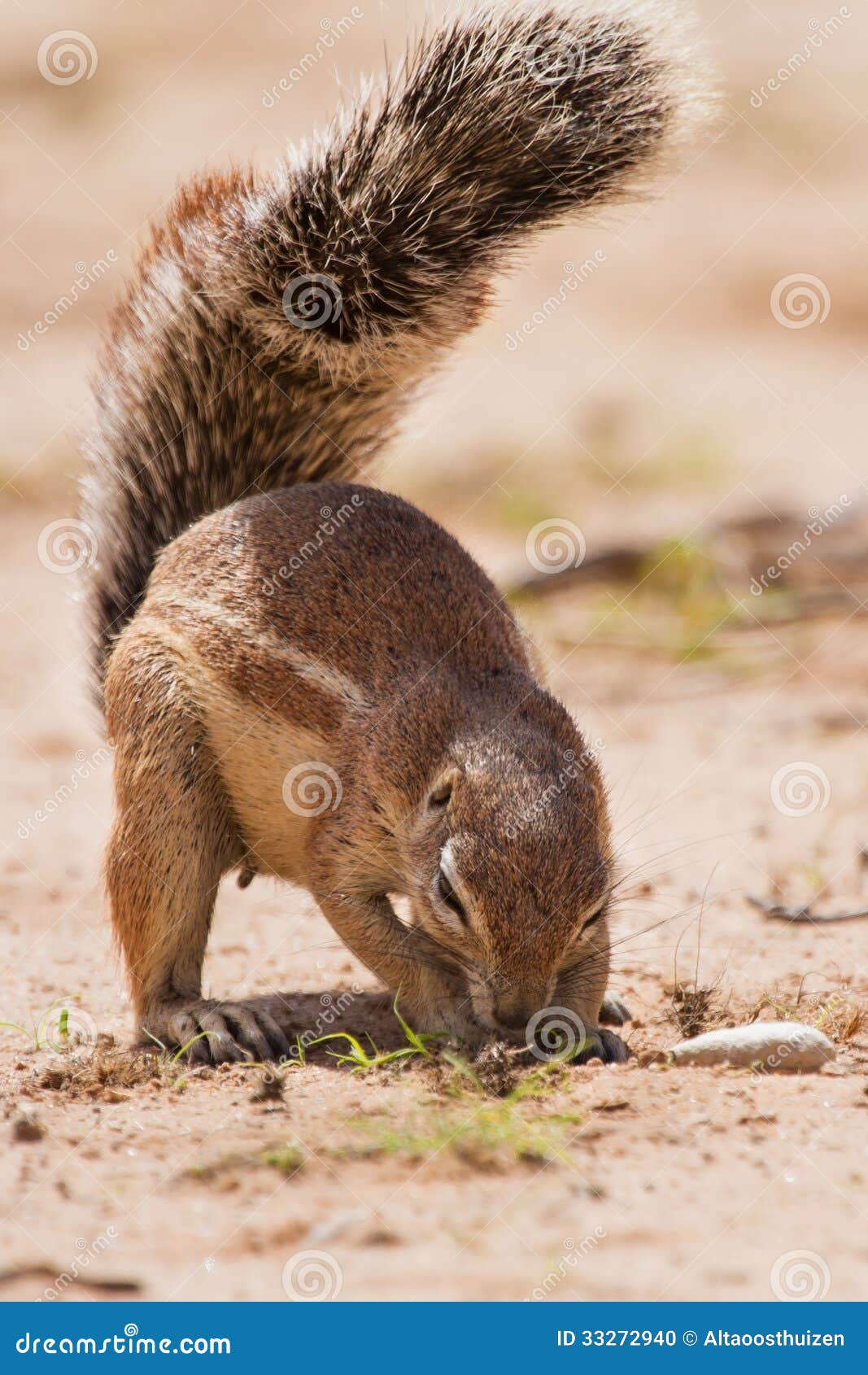 Ground Squirrel Eating Grass Roots in the Hot Kalahari Stock Photo ...