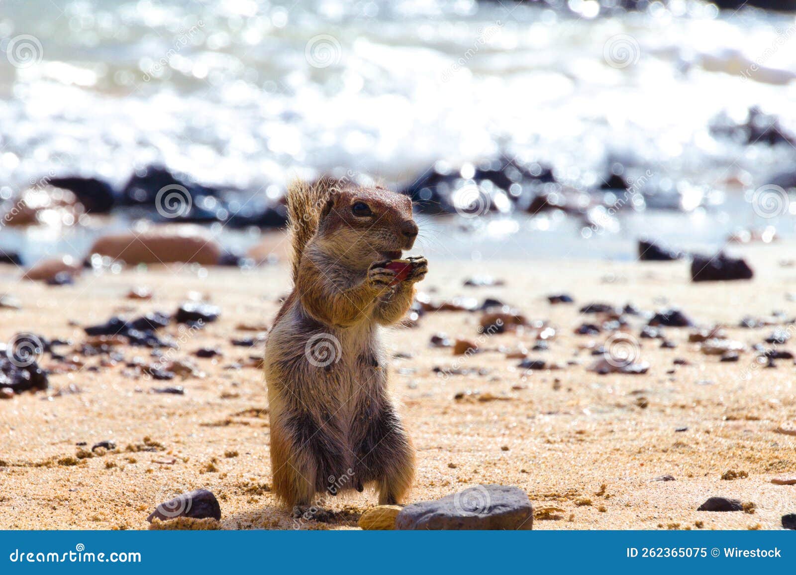Ground Squirrel Eating a Nut on a Sandy Beach Stock Image - Image of ...