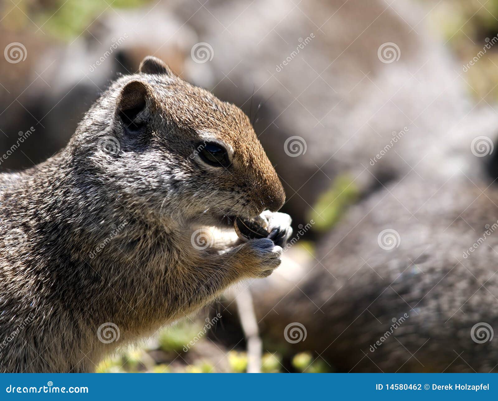 Ground Squirrel Eating Seed Stock Photo - Image of ground, squirrel ...