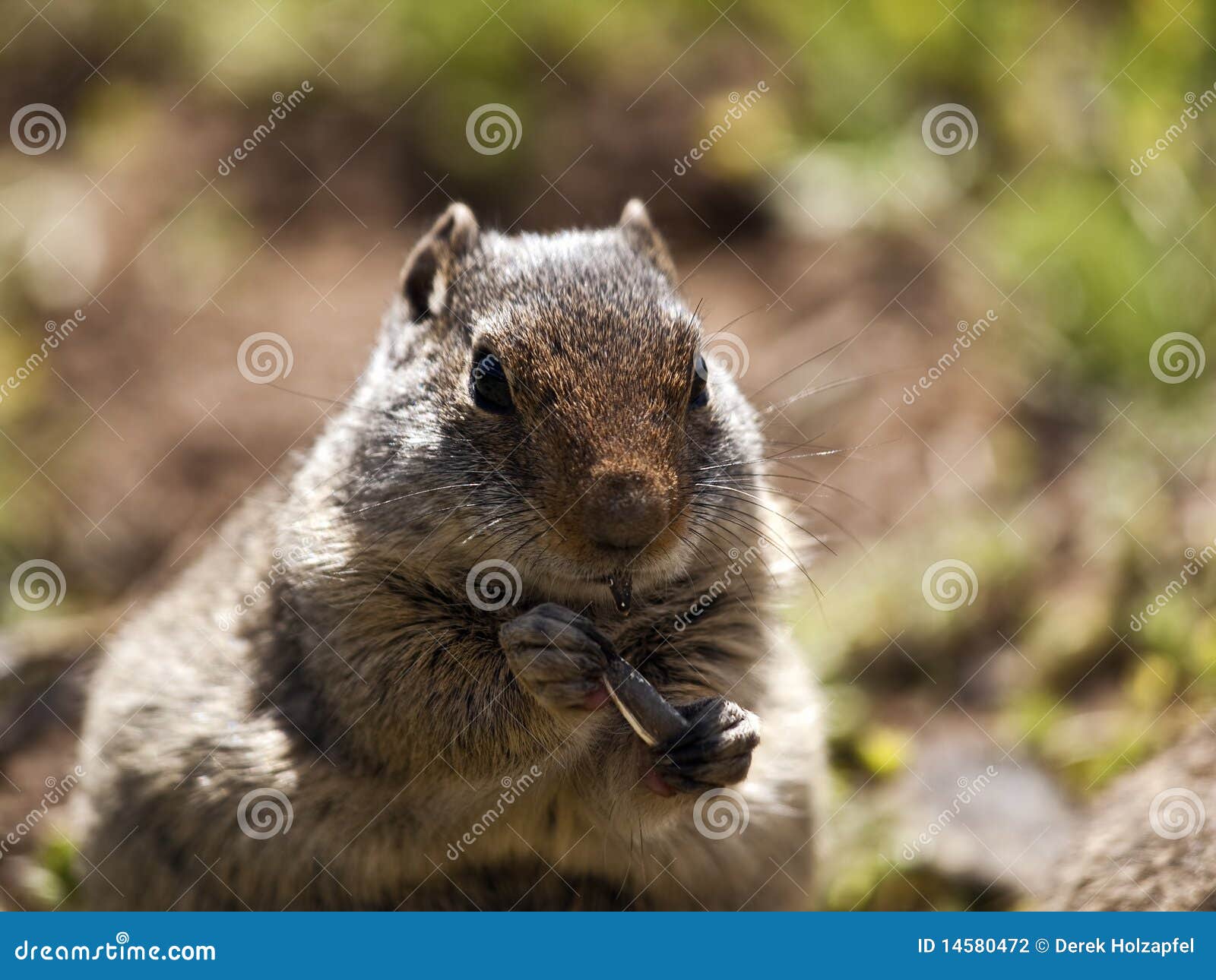 Ground Squirrel Eating Seed Stock Photo - Image of cute, wildlife: 14580472