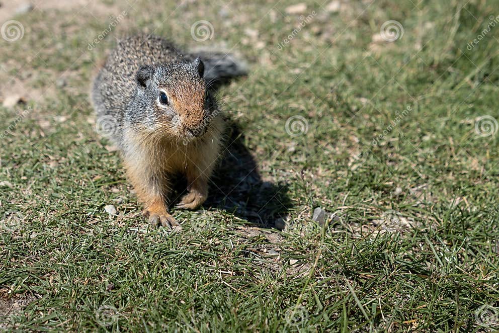 Ground Squirrel Enjoying the Sun at Lightning Lake Stock Image - Image ...