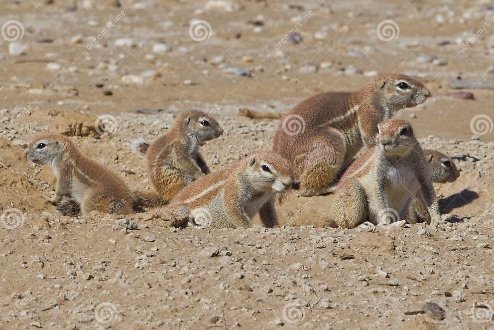 Ground Squirrel Family stock photo. Image of kalahari - 22635324