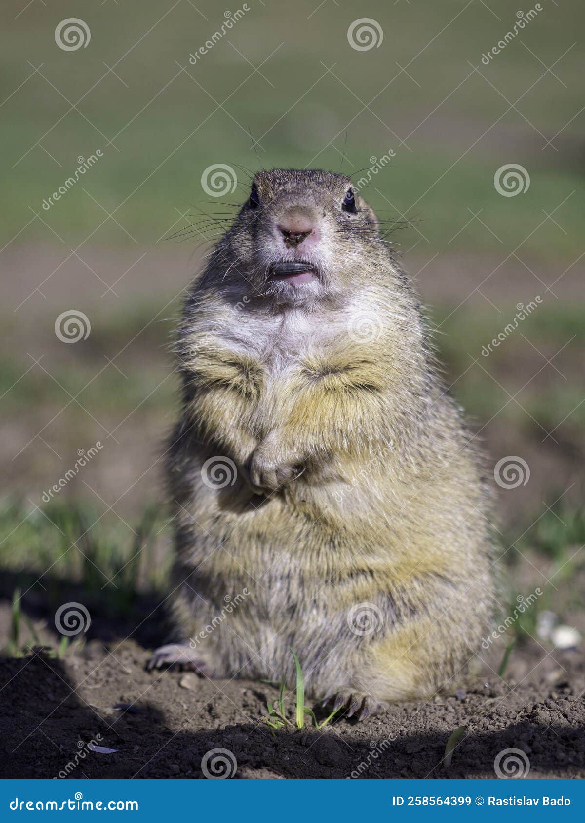 Ground Squirrel Feeding before Winter Sleep Stock Image - Image of cute ...