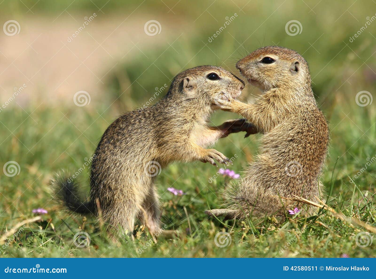 Ground squirrel fighting stock image. Image of suslik - 42580511