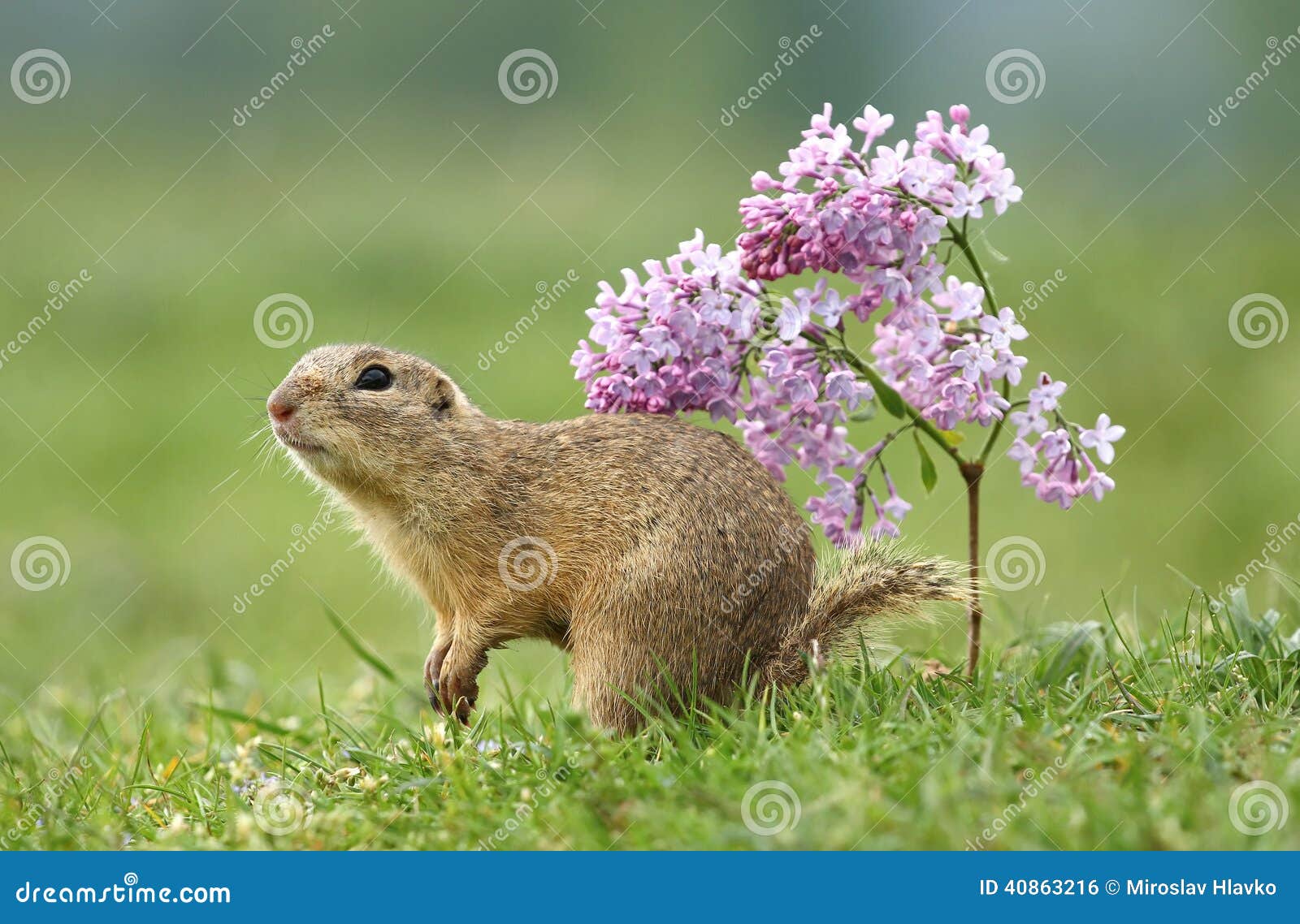 Ground squirrel and flower stock photo. Image of wild - 40863216