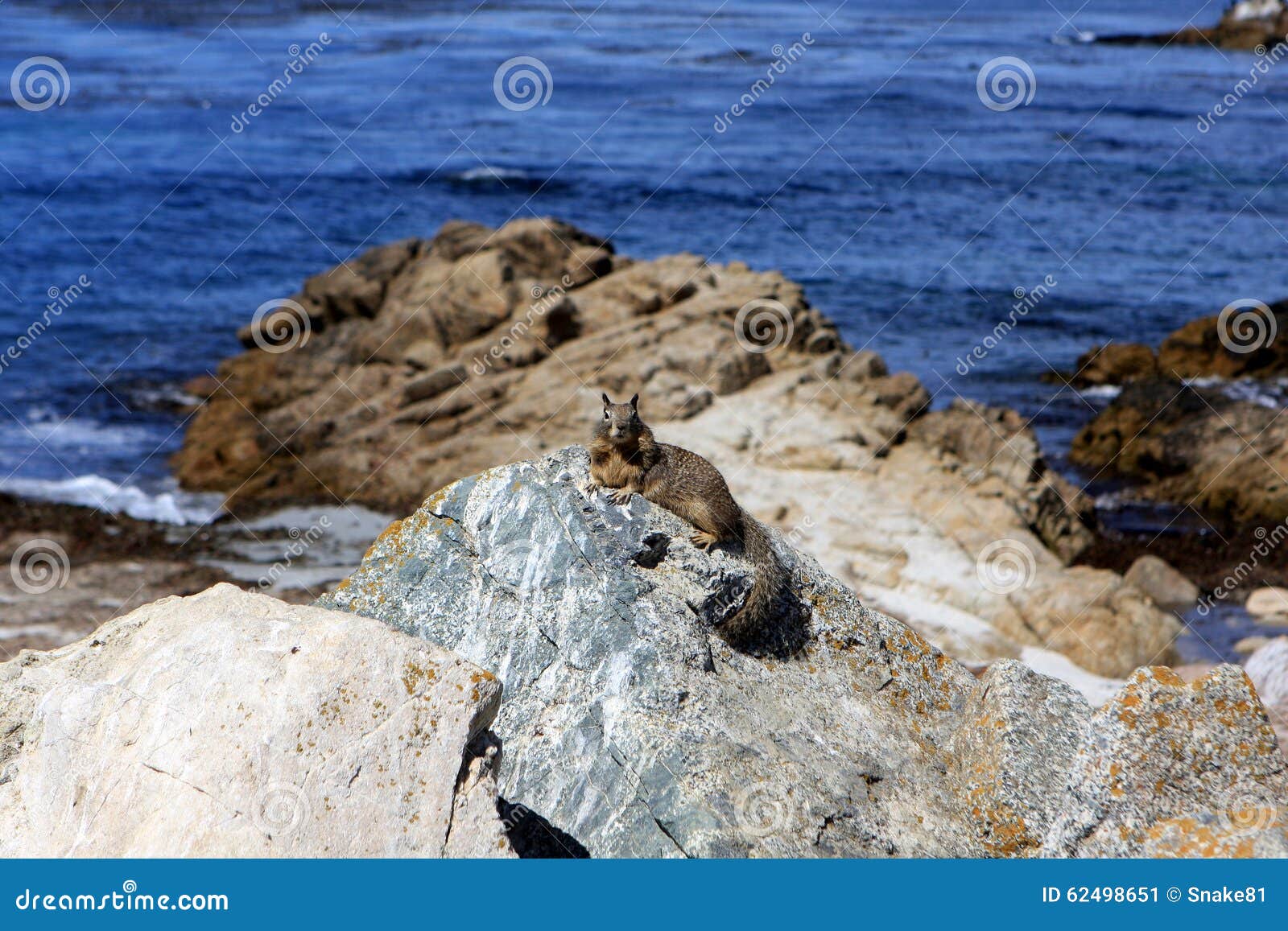 Ground squirrel stock image. Image of animal, beach, ground - 62498651