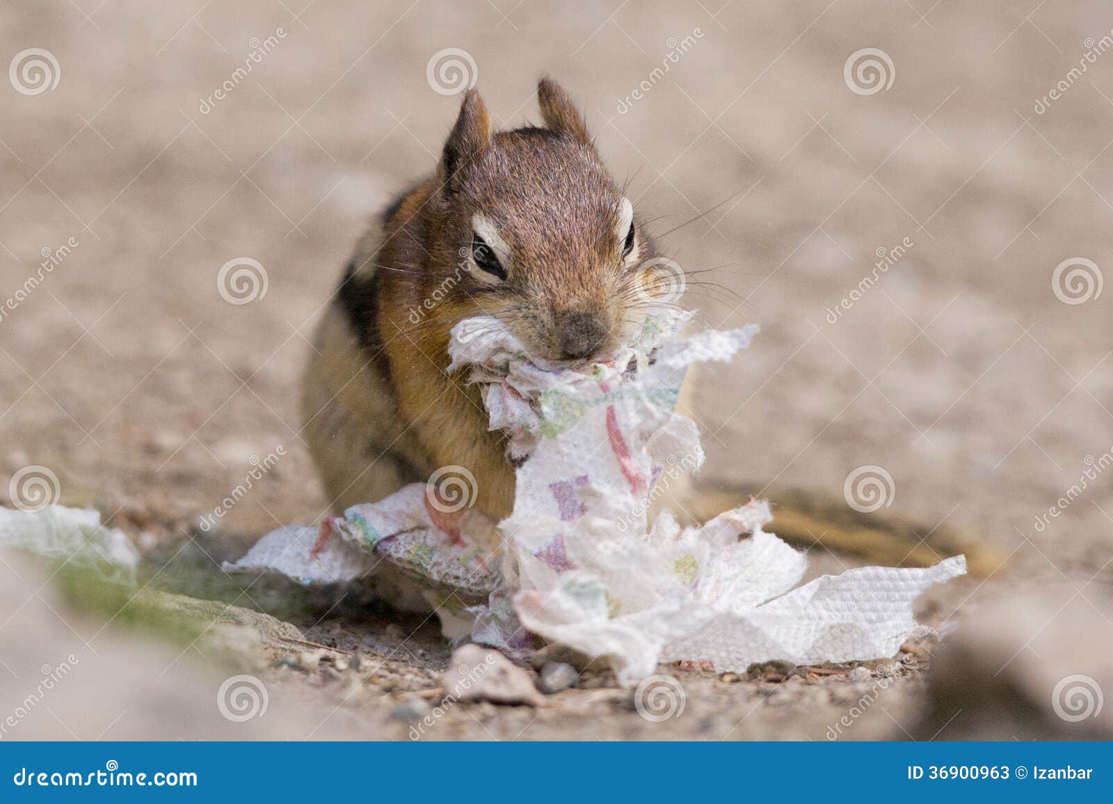 Ground Squirrel Portrait Eating Paper Stock Photos - Free & Royalty ...