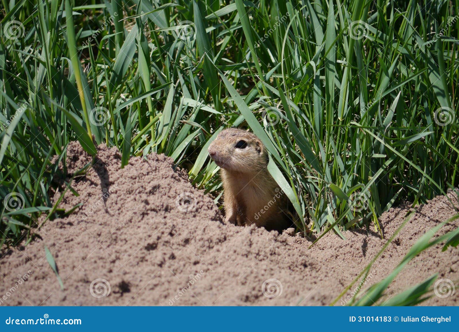 Ground squirrel stock image. Image of biology, ground - 31014183