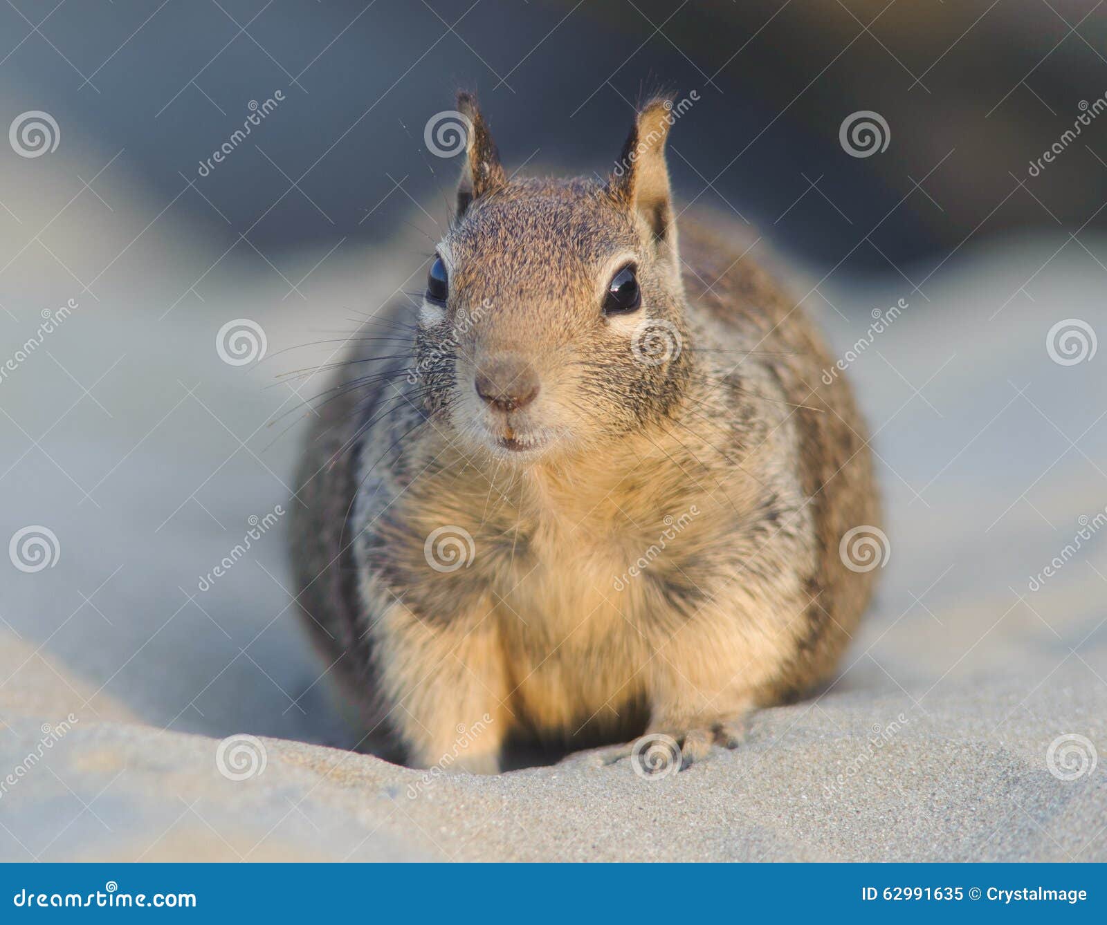 Ground Squirrel stock image. Image of sand, chipmunk - 62991635