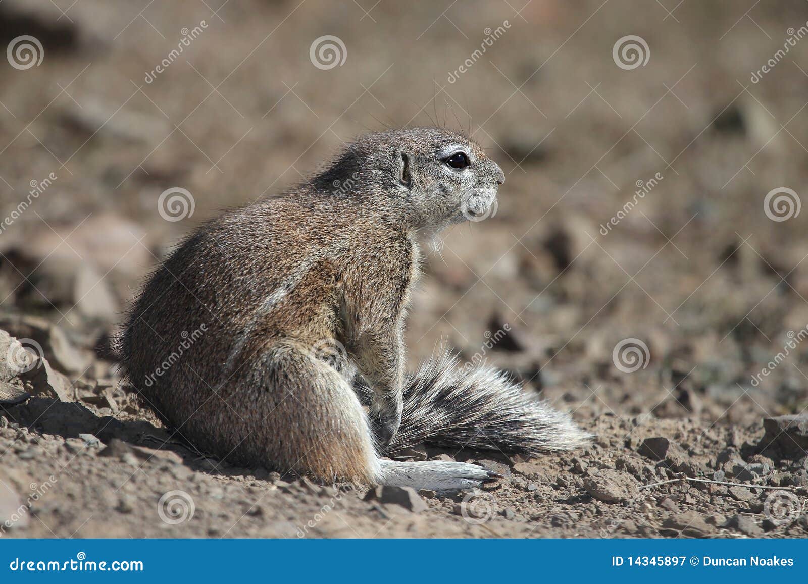 Ground Squirrel Sitting in Sun Stock Image - Image of cute, inquisitive ...