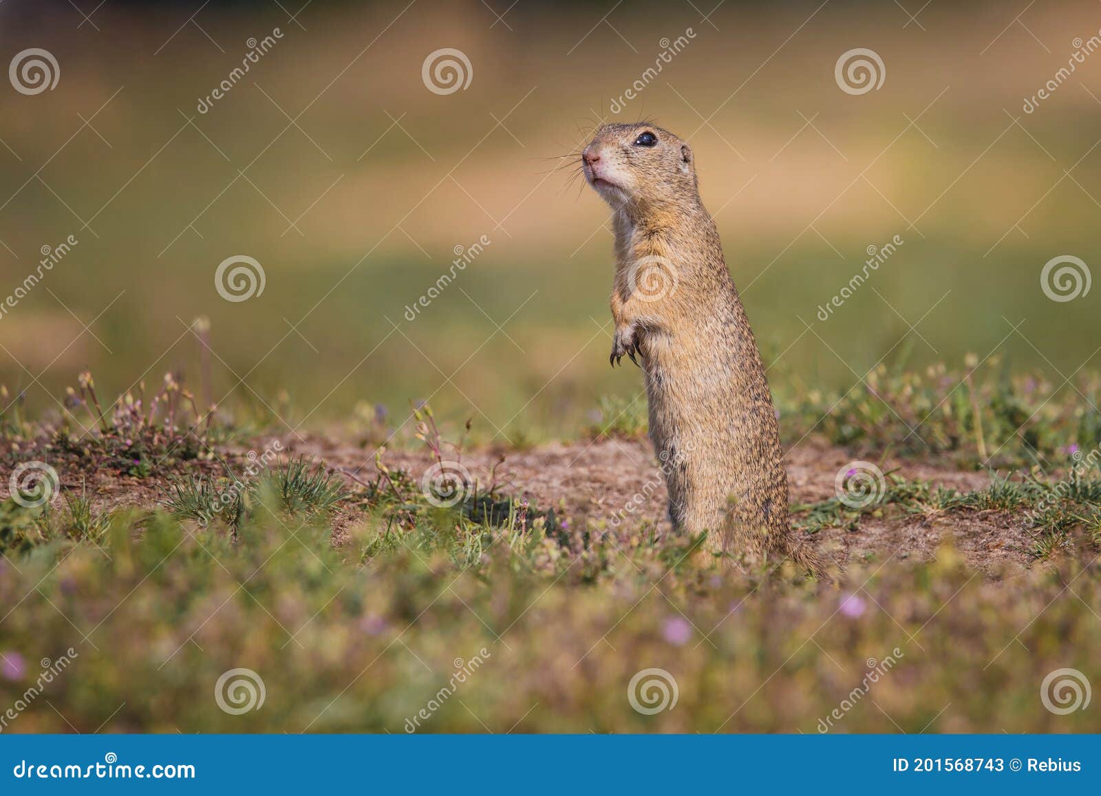 Ground squirrel stock image. Image of brown, lookout - 201568743