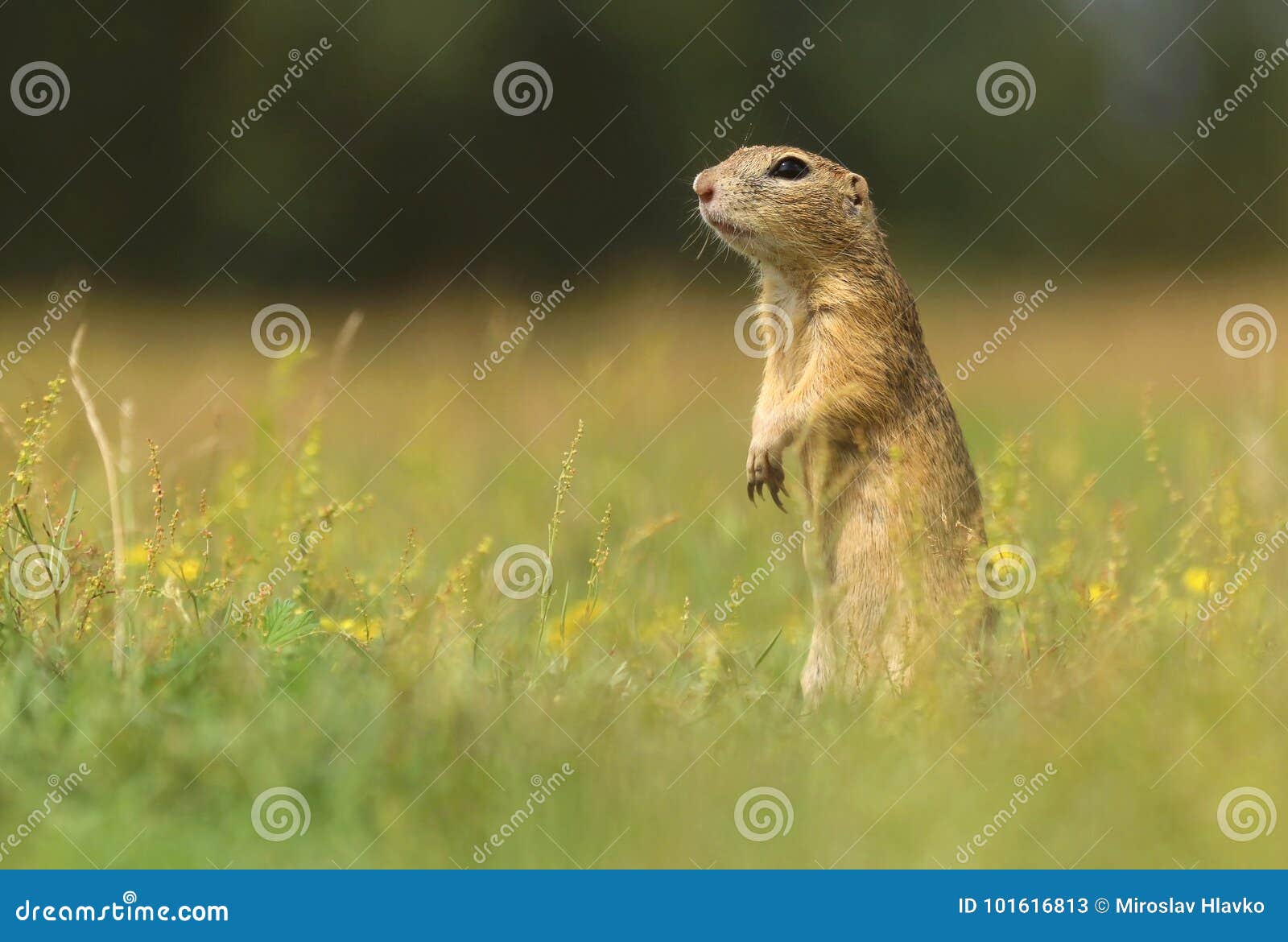 Ground squirrel standing stock image. Image of rare - 101616813