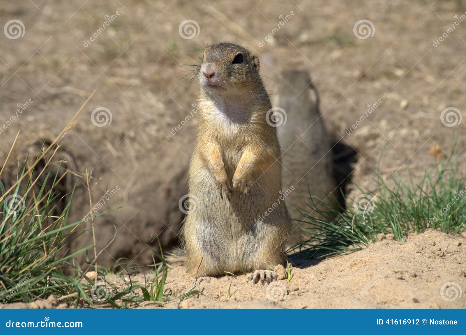 Ground Squirrel stock photo. Image of squirrel, natural - 41616912