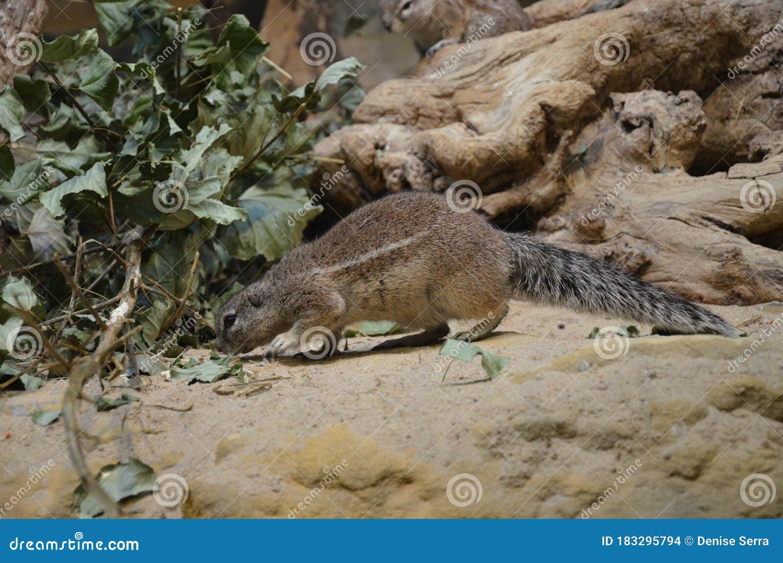 Ground Squirrel Standing on Sand Stock Photo - Image of tail, sand ...