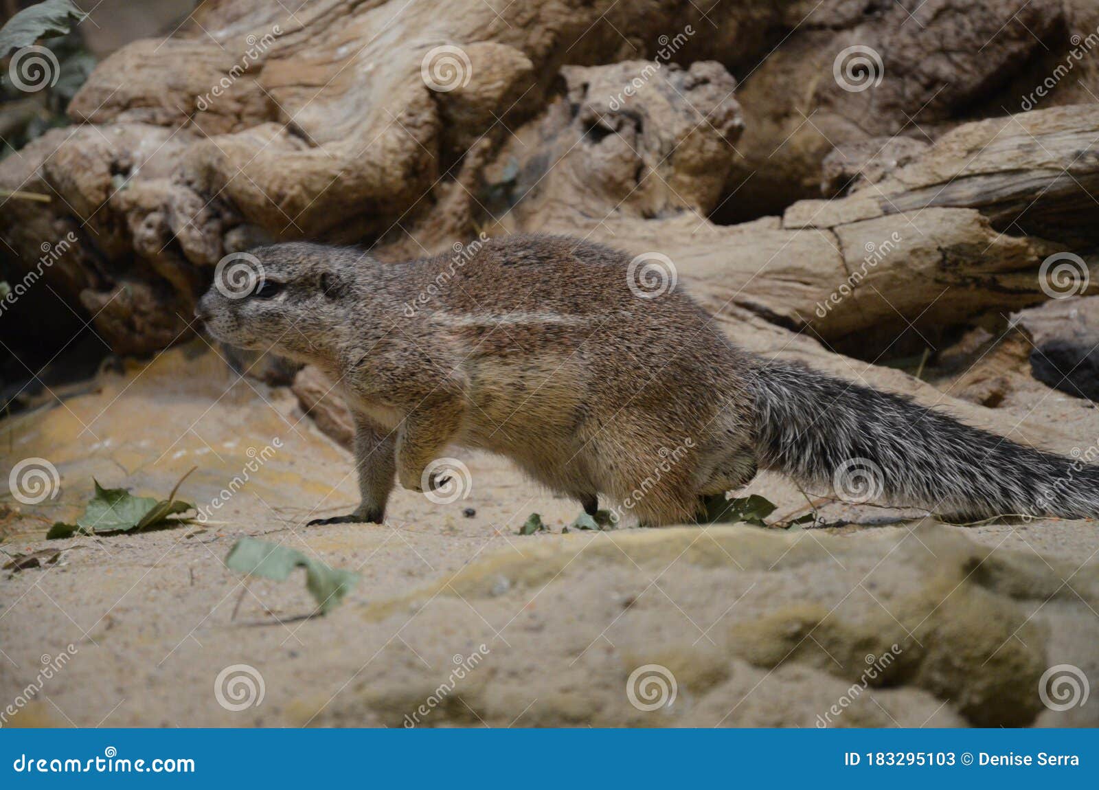 Ground Squirrel Standing on Sand Stock Image - Image of squirrel ...