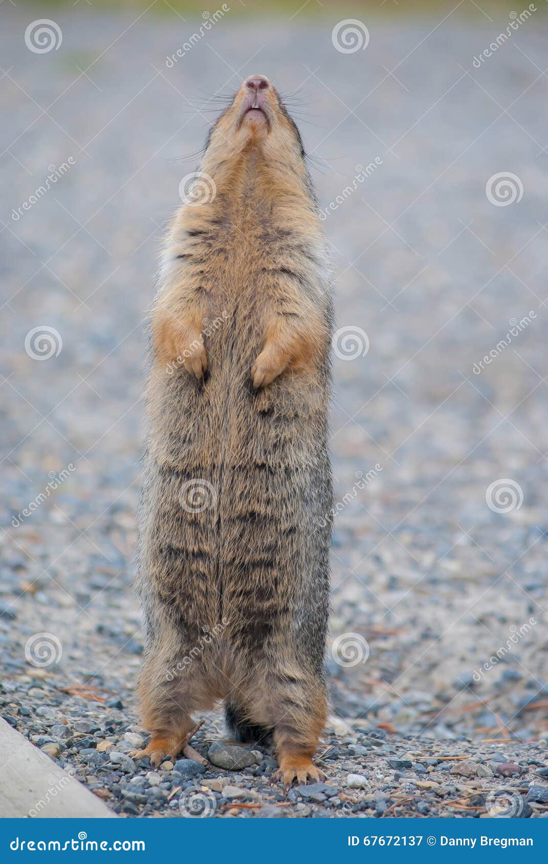 Ground Squirrel stock image. Image of marmot, nature - 67672137