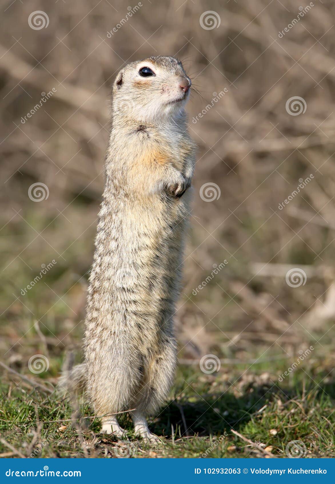 One Ground Squirrel Stands on the Ground in Funny Pose. Stock Image ...