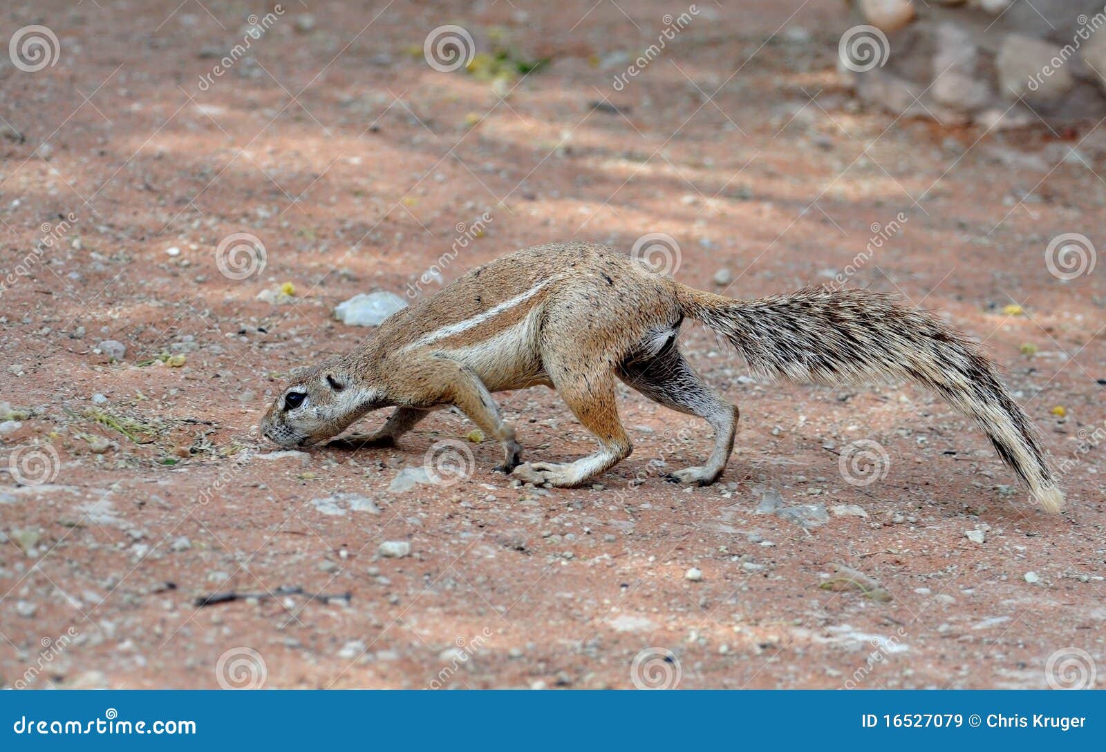 Ground Squirrel (Xerus Inaurus) Stock Image - Image of adapted, sand ...
