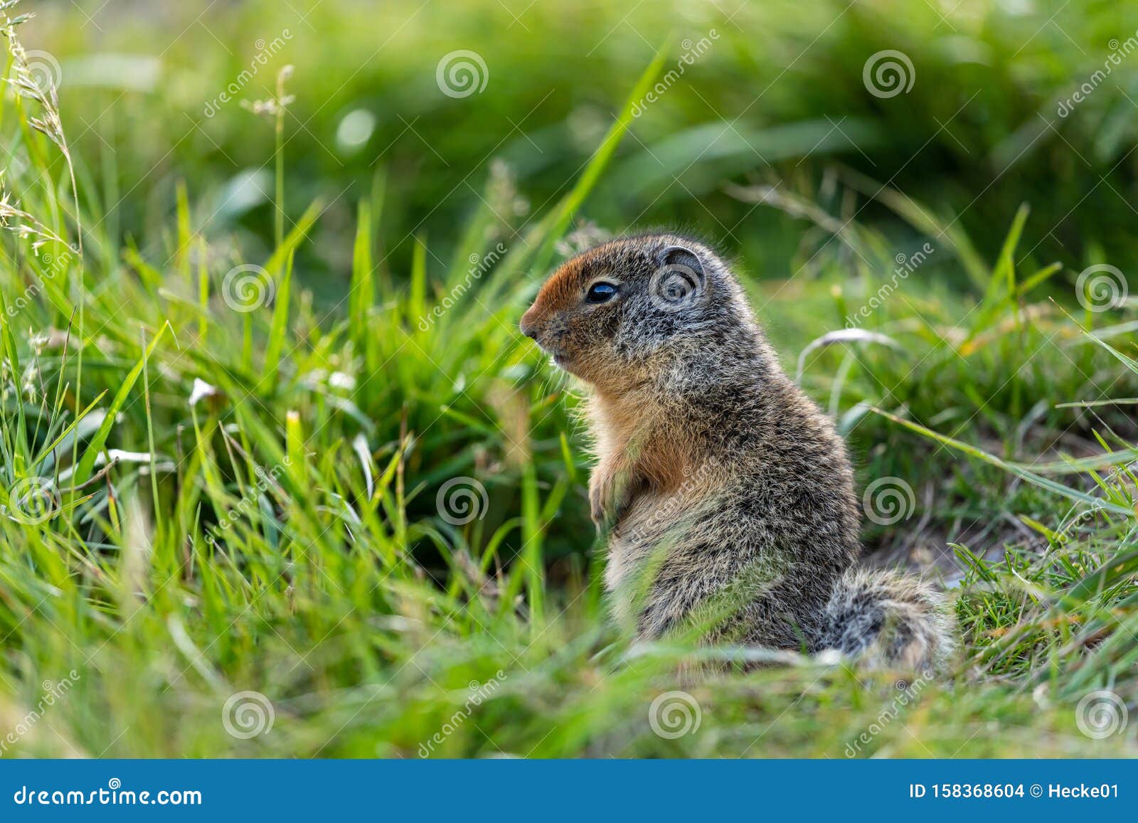 Ground Squirrels of Banff National Park Alberta Canada Stock Photo ...