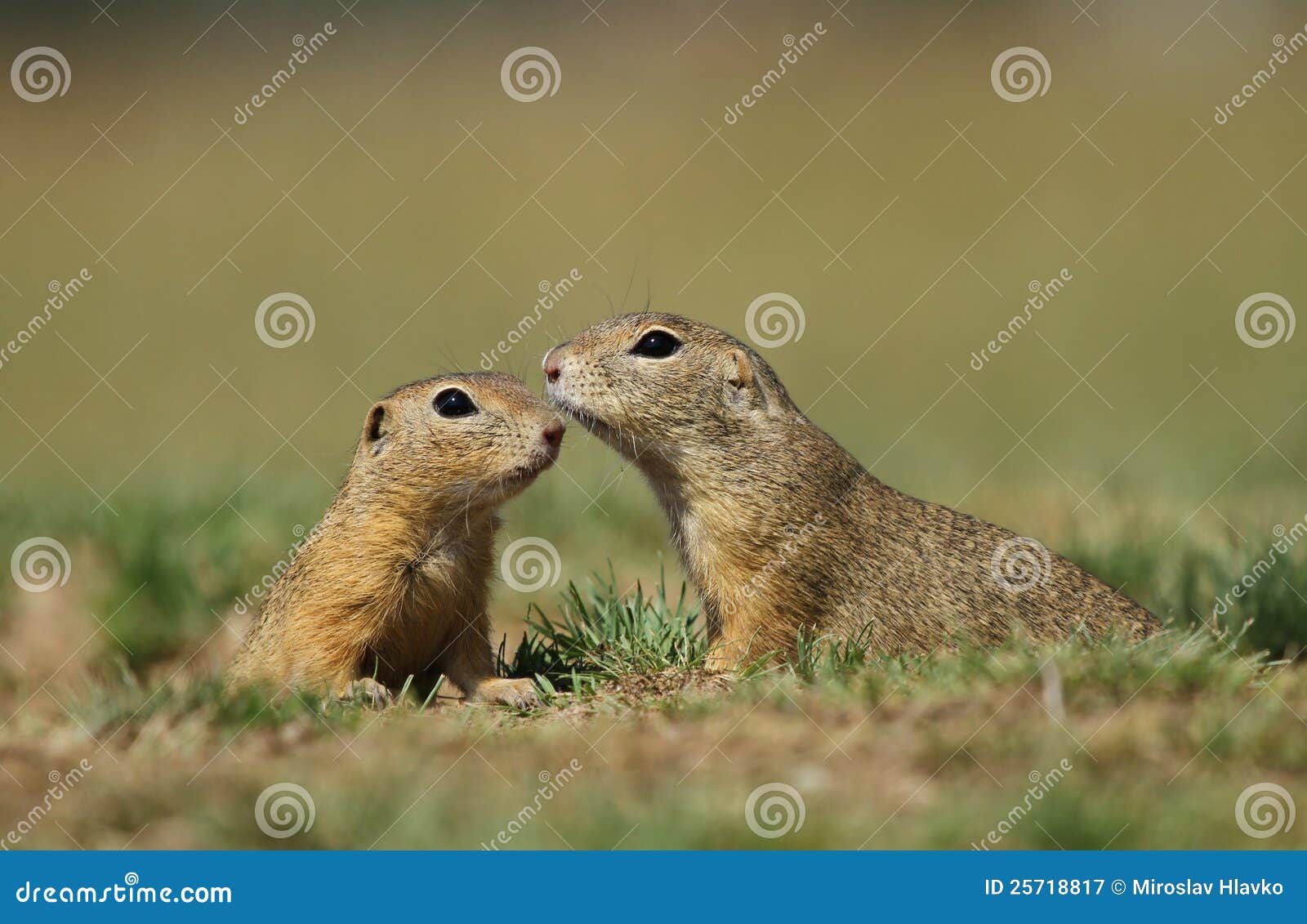 Ground squirrels in love stock image. Image of kiss, mammal - 25718817
