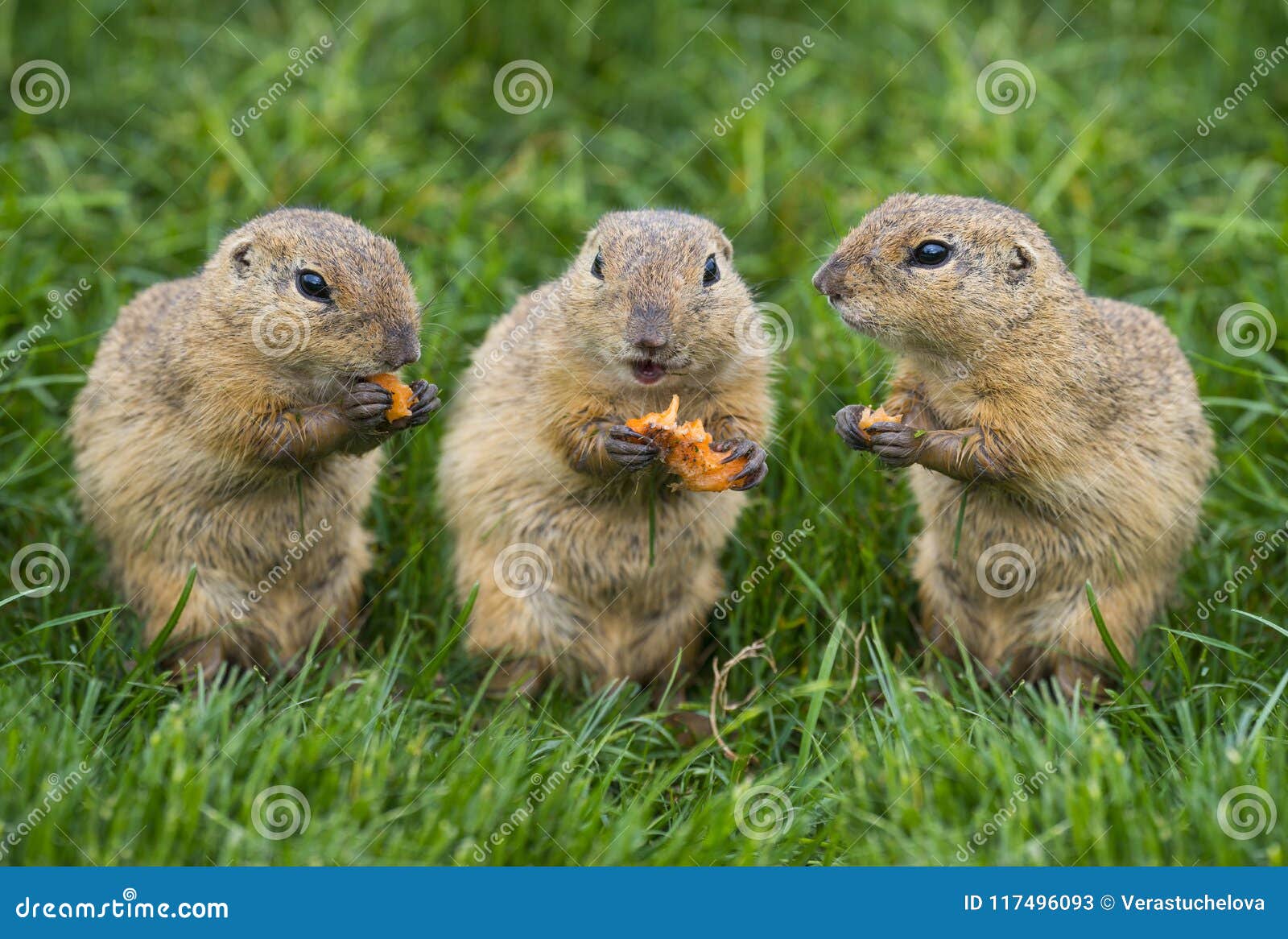 Ground Squirrels Spermophilus Citellus Stock Image - Image of rodentia ...