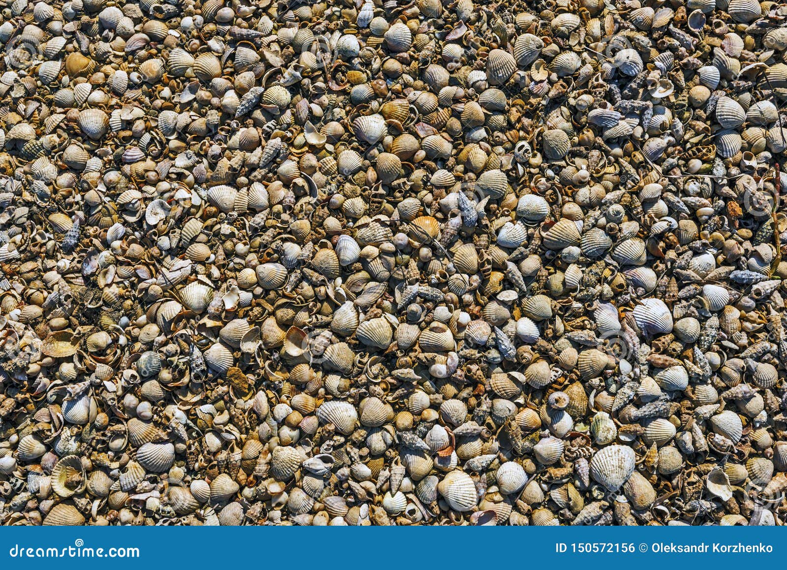 Ground Surface Covered with Sea Shells Stock Photo - Image of covered ...