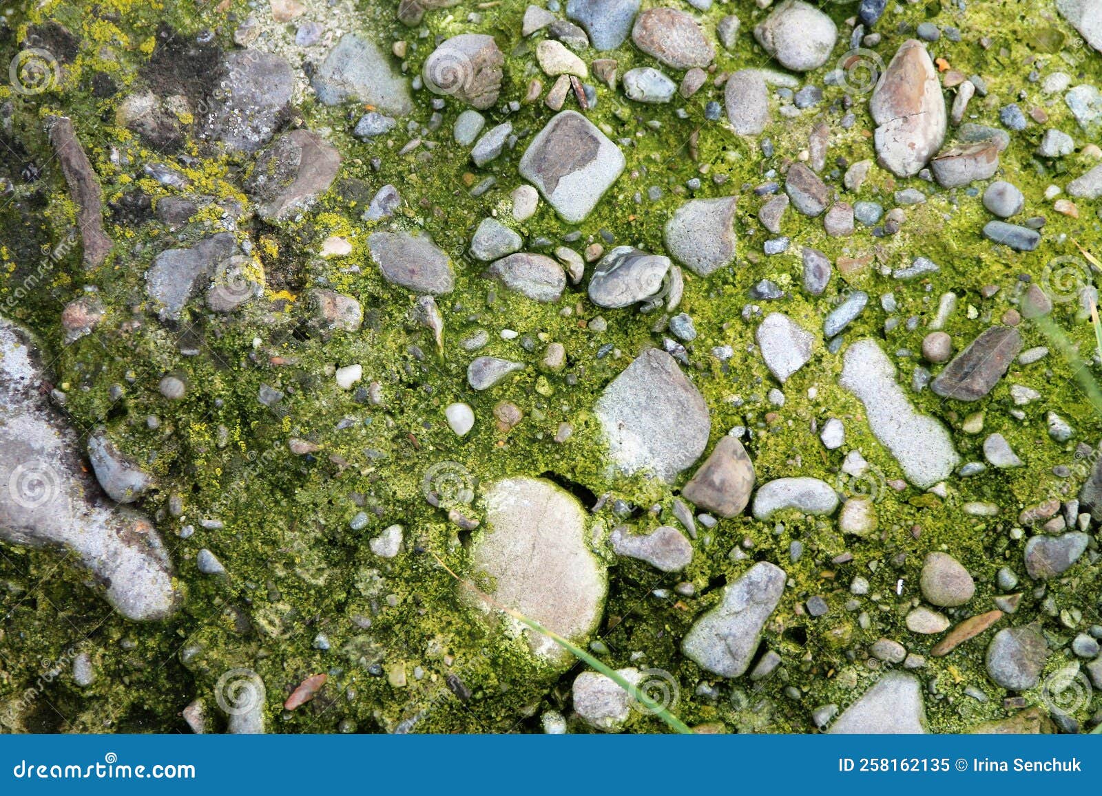 Ground Surface Texture, Moss and Stones Stock Image - Image of branches ...