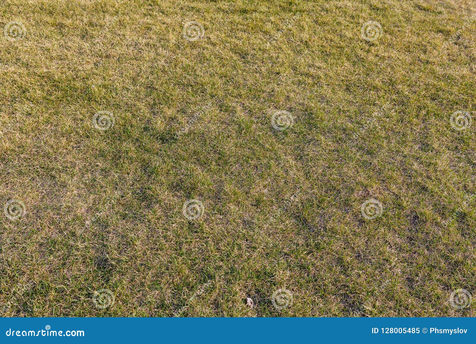 Ground Texture with Dry Grass and Small, Rare Tufts of Green Plants ...