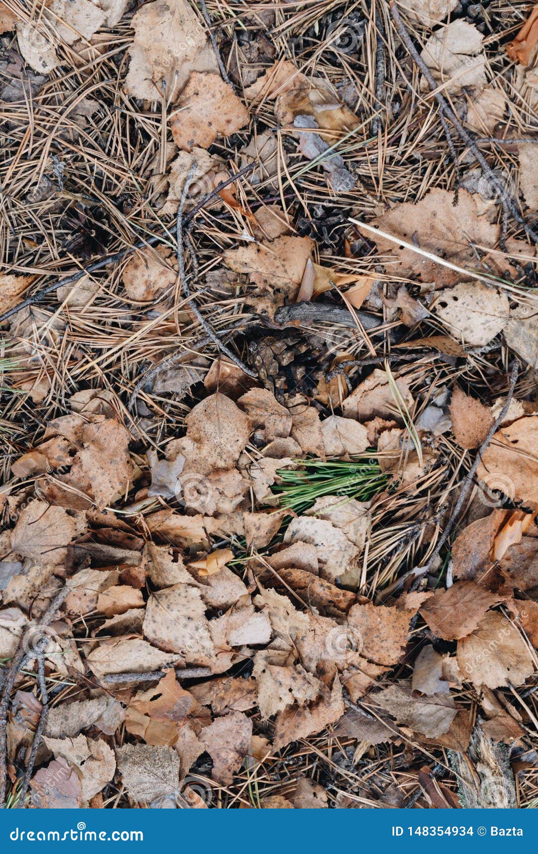 Ground Texture in the Forest with a Leaves and Tree Roots. Autumn ...