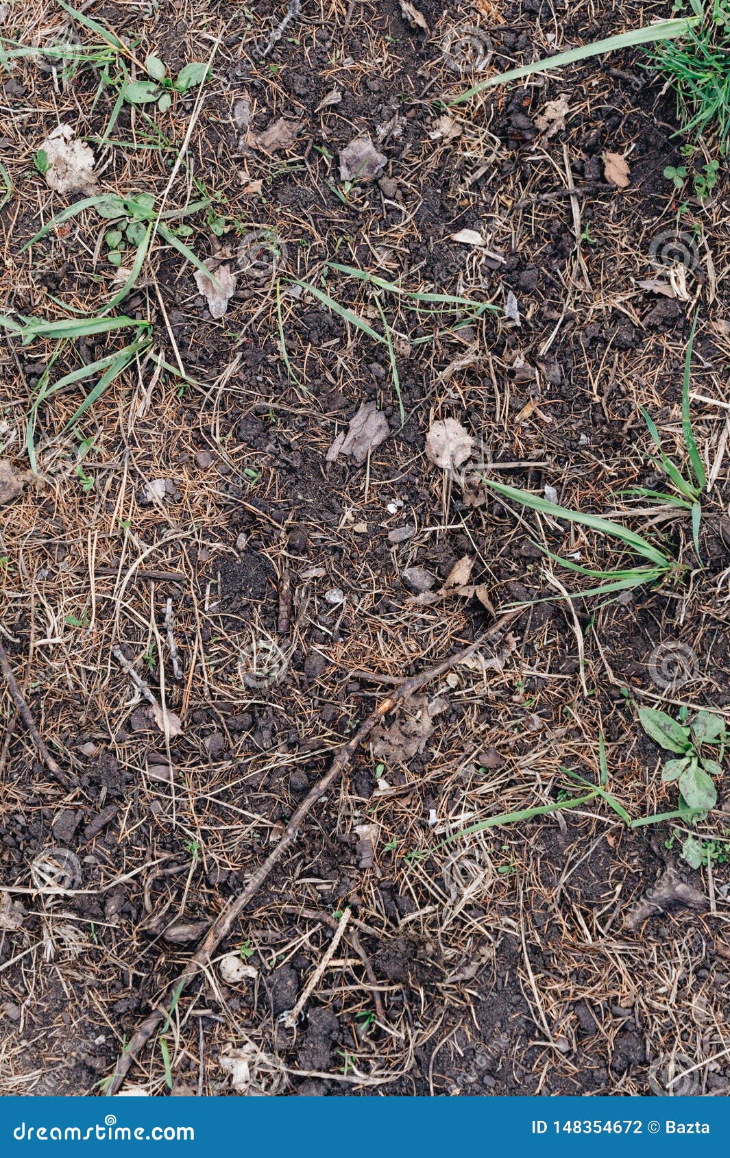 Ground Texture in the Forest with a Leaves and Tree Roots. Autumn ...