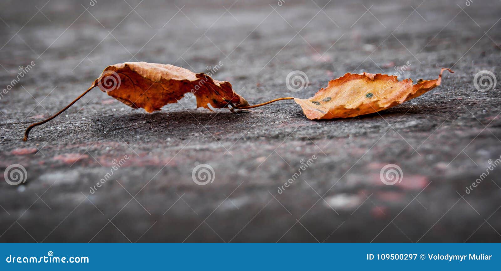 On the Ground There are Two Dry Leaves Falling from the Tree_ Stock ...