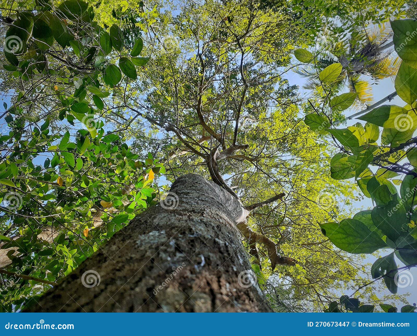 From Ground To the Top of Tree Stock Image - Image of branch, trunk ...