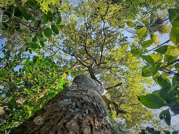 From Ground To the Top of Tree Stock Image - Image of branch, trunk ...