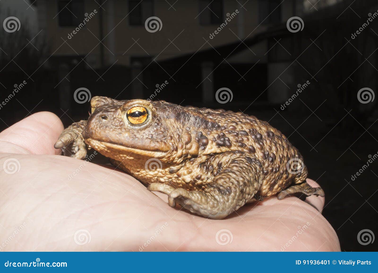 The ground toad stock image. Image of hand, underwater - 91936401