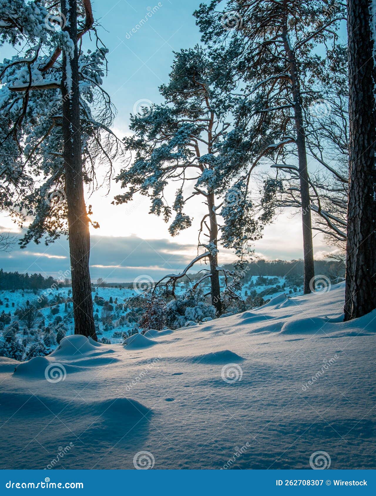 Ground and Trees Covered in Snow in Luneburg Heath, Germany. Stock ...
