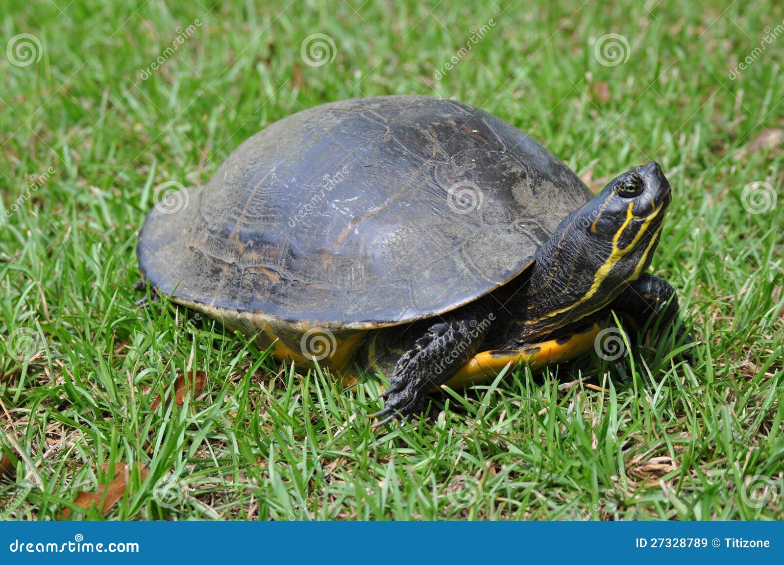 Ground turtle stock image. Image of reptile, grass, wildlife - 27328789