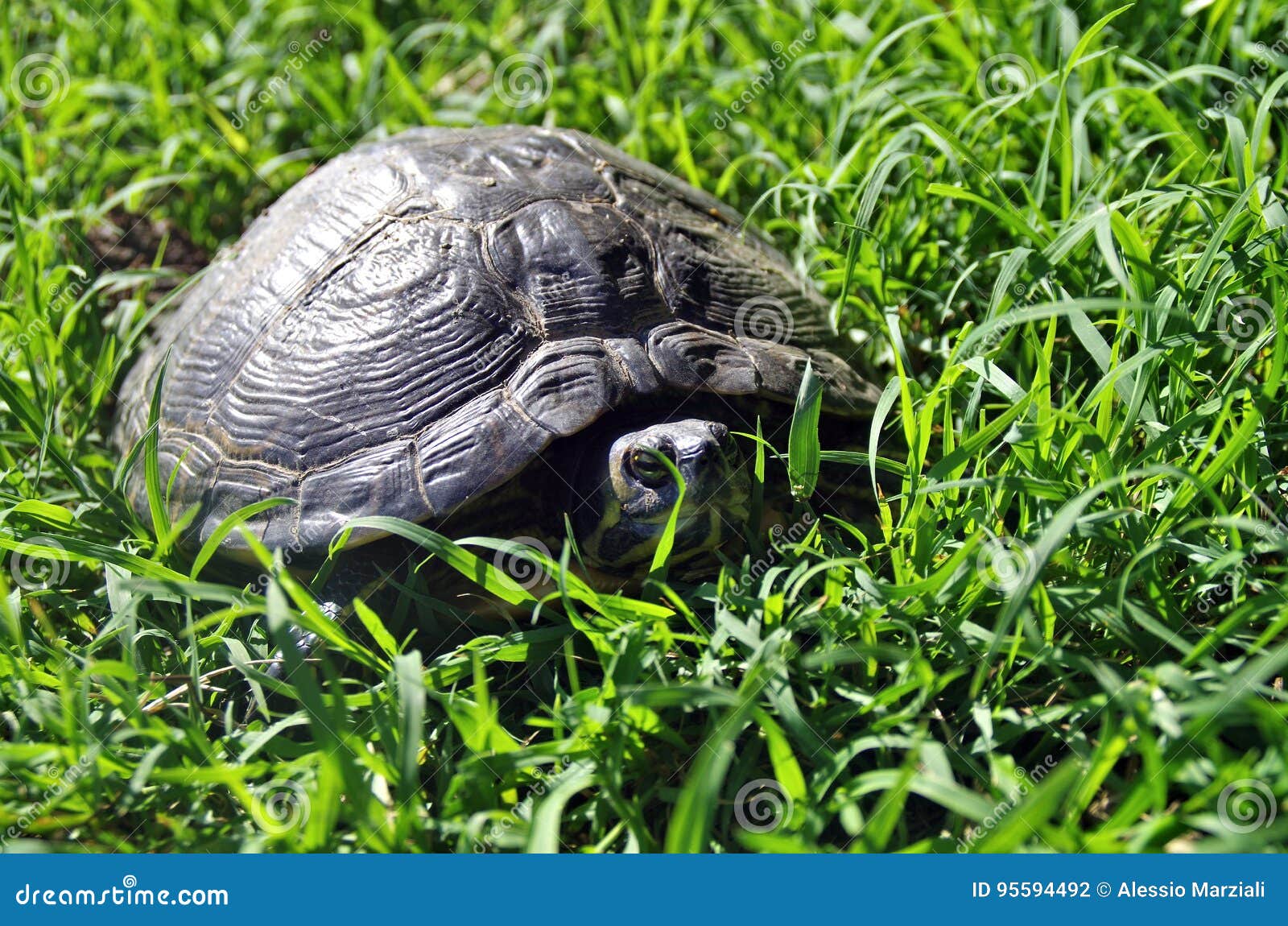 Ground turtle stock photo. Image of close, nature, head - 95594492
